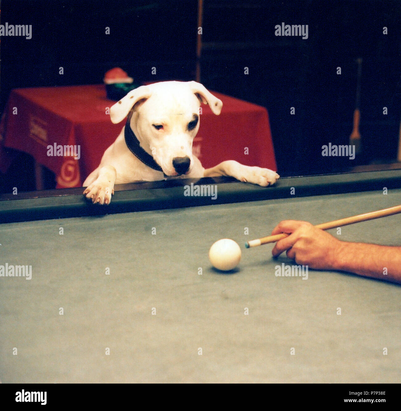 Billiards Player High Resolution Stock Photography and Images - Alamy