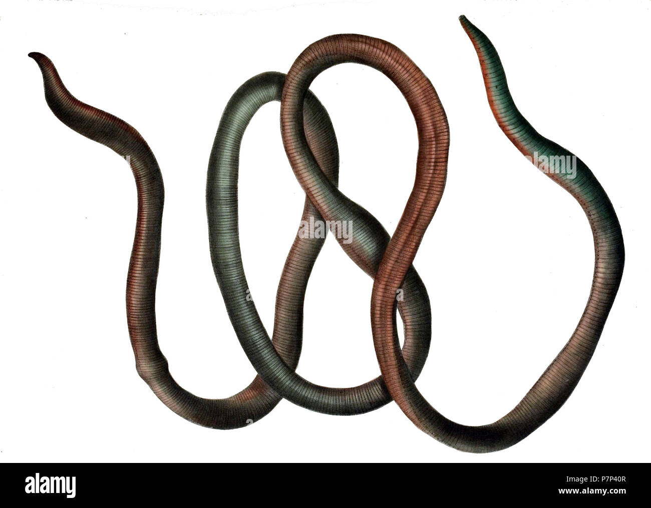 Rappi Cut Out Stock Images & Pictures - Alamy