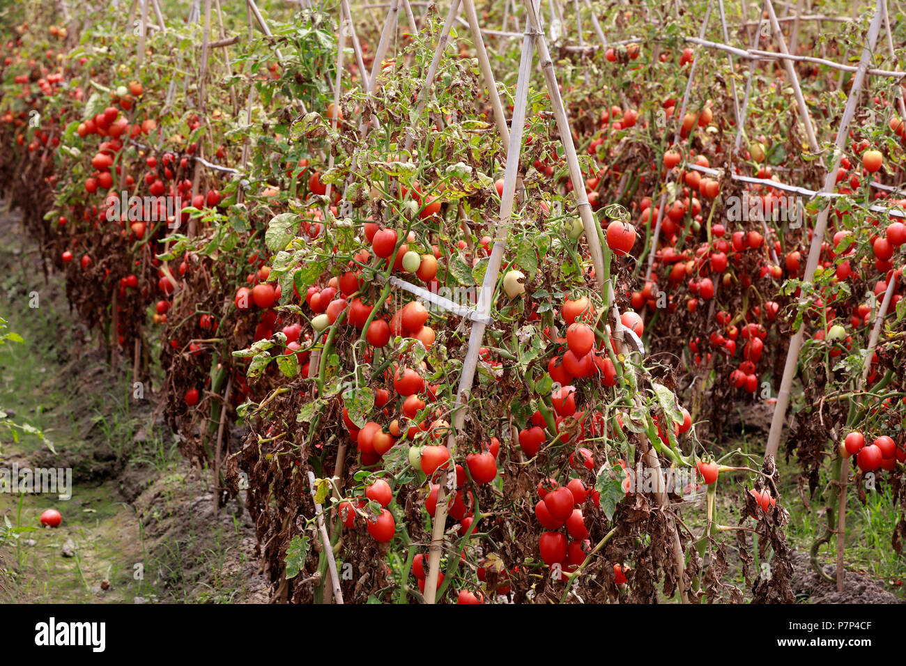 Comilla hi-res stock photography and images - Alamy