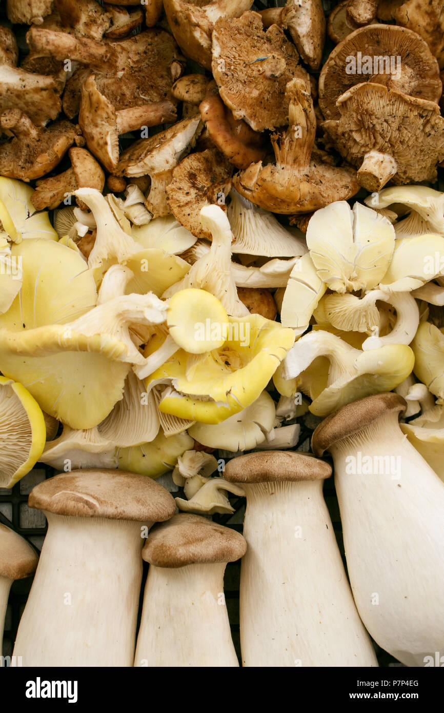 wild mushroom selection Stock Photo - Alamy