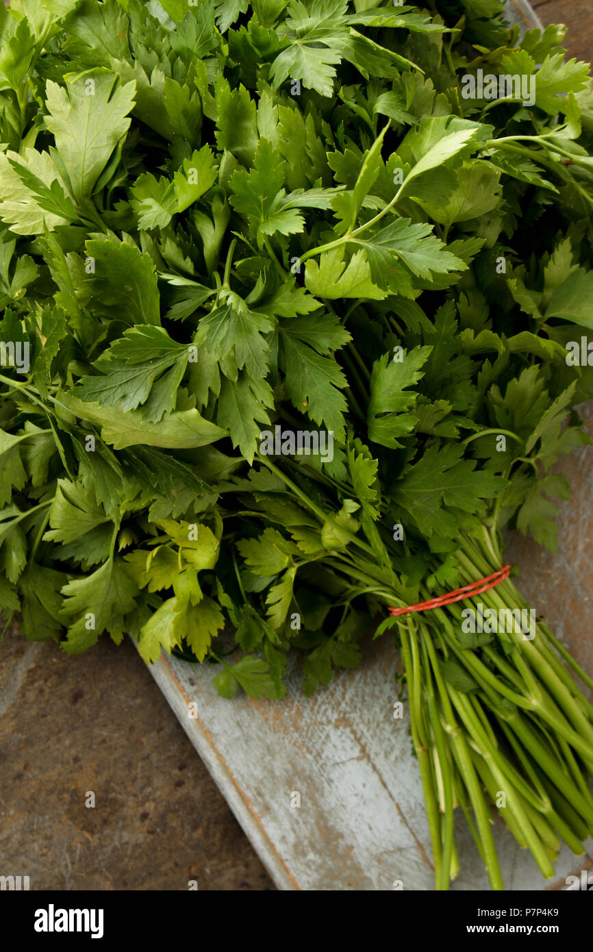 fresh flat leaf parsley bunch Stock Photo - Alamy