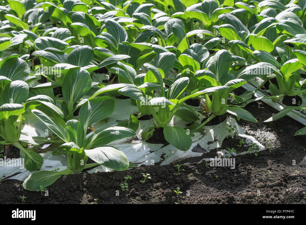 Pak choy growing in green house hi-res stock photography and images - Alamy