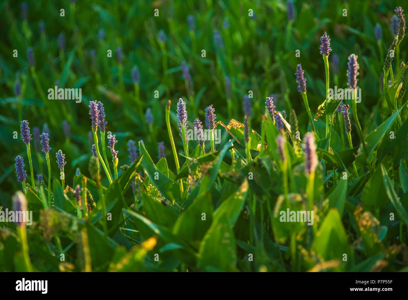 Purple cane hi-res stock photography and images - Alamy