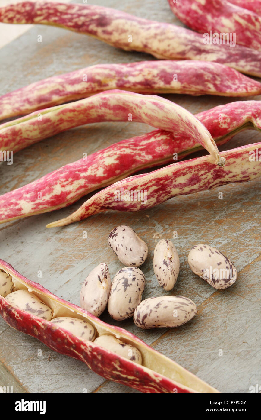 Berlotti beans hi-res stock photography and images - Alamy