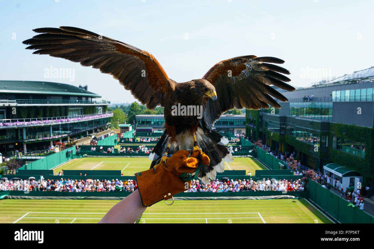 Rufus the Harris Hawk who is used to keep pigeons away from the grounds ...