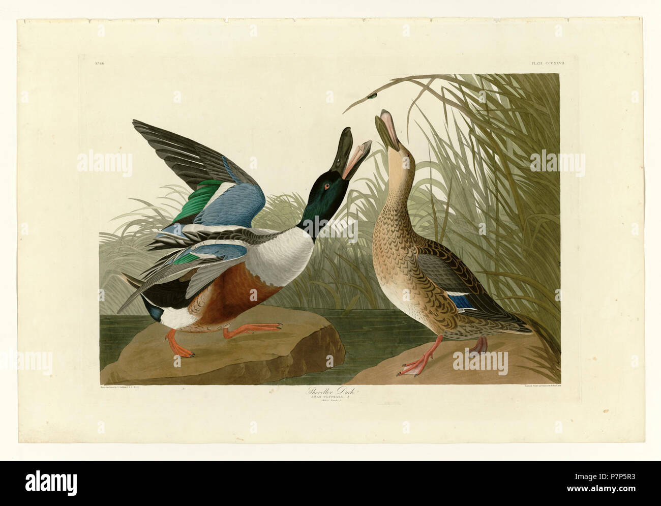 327 Shoveller Duck Stock Photo - Alamy