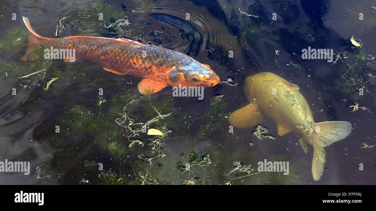 Koy pond hi-res stock photography and images - Alamy