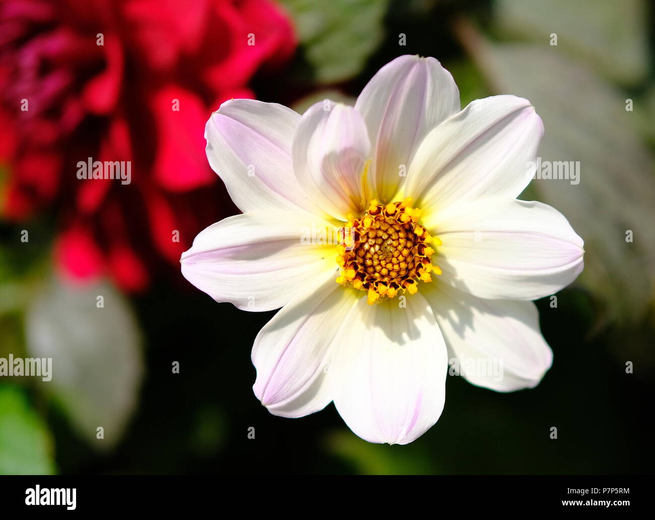 Japanese plants hi-res stock photography and images - Alamy