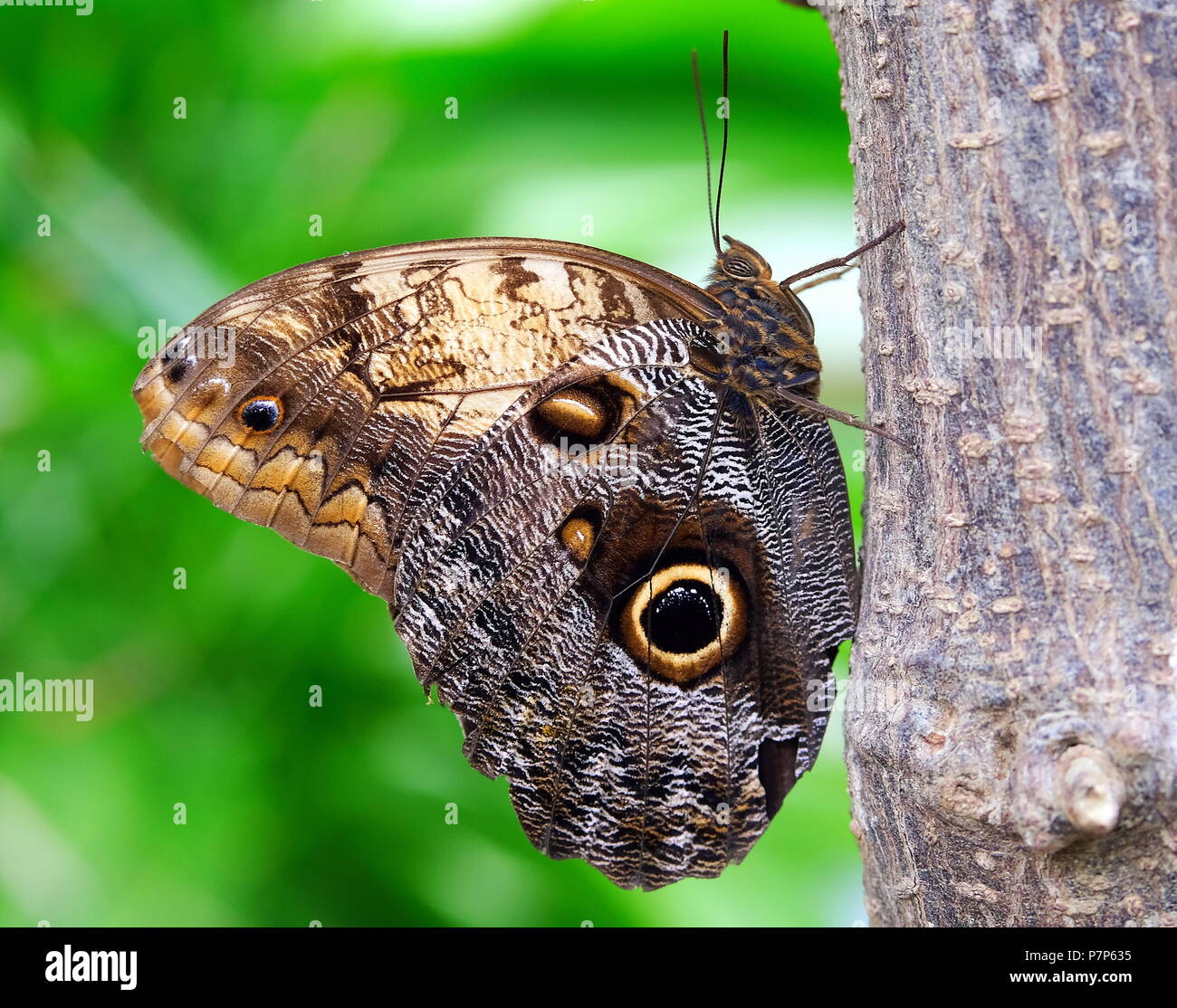 Butterfly observatory hi-res stock photography and images - Alamy