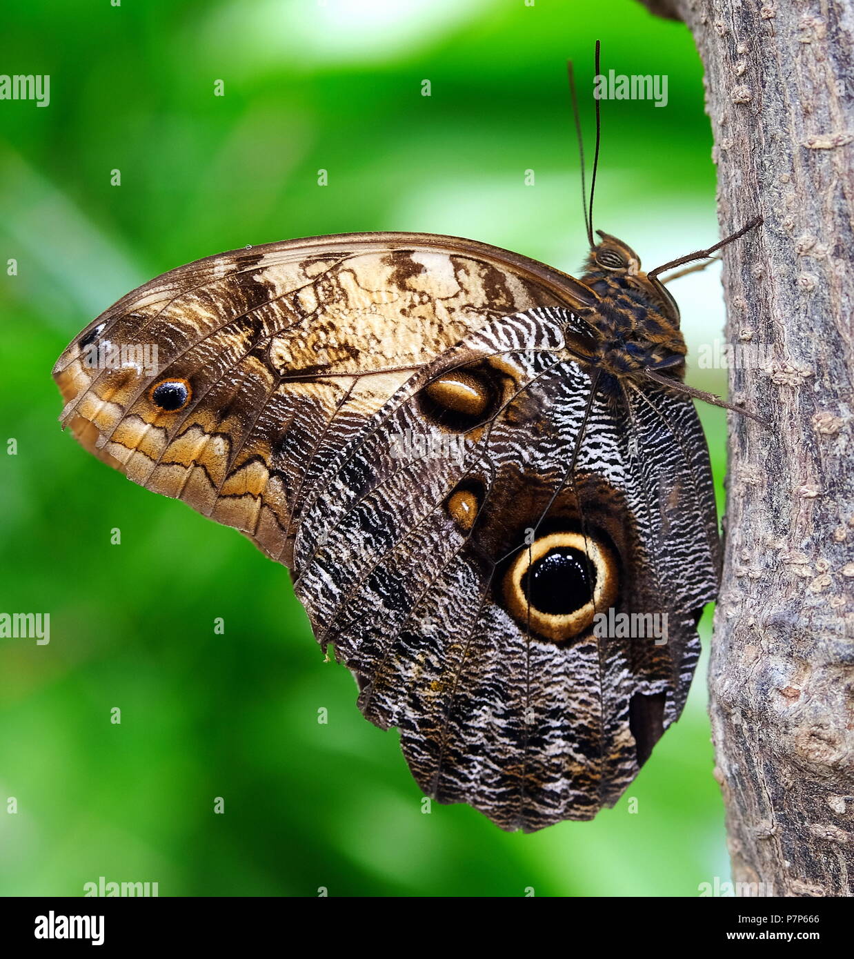 Butterfly shop hi-res stock photography and images - Alamy