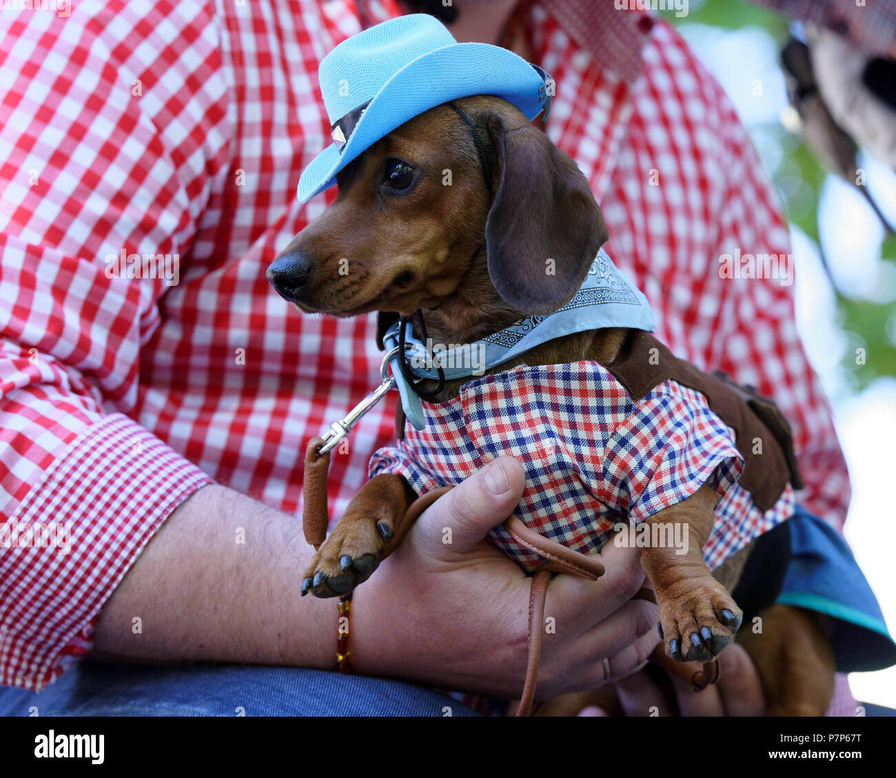 Cute dachshund dog in cowboy hi-res stock photography and images - Alamy