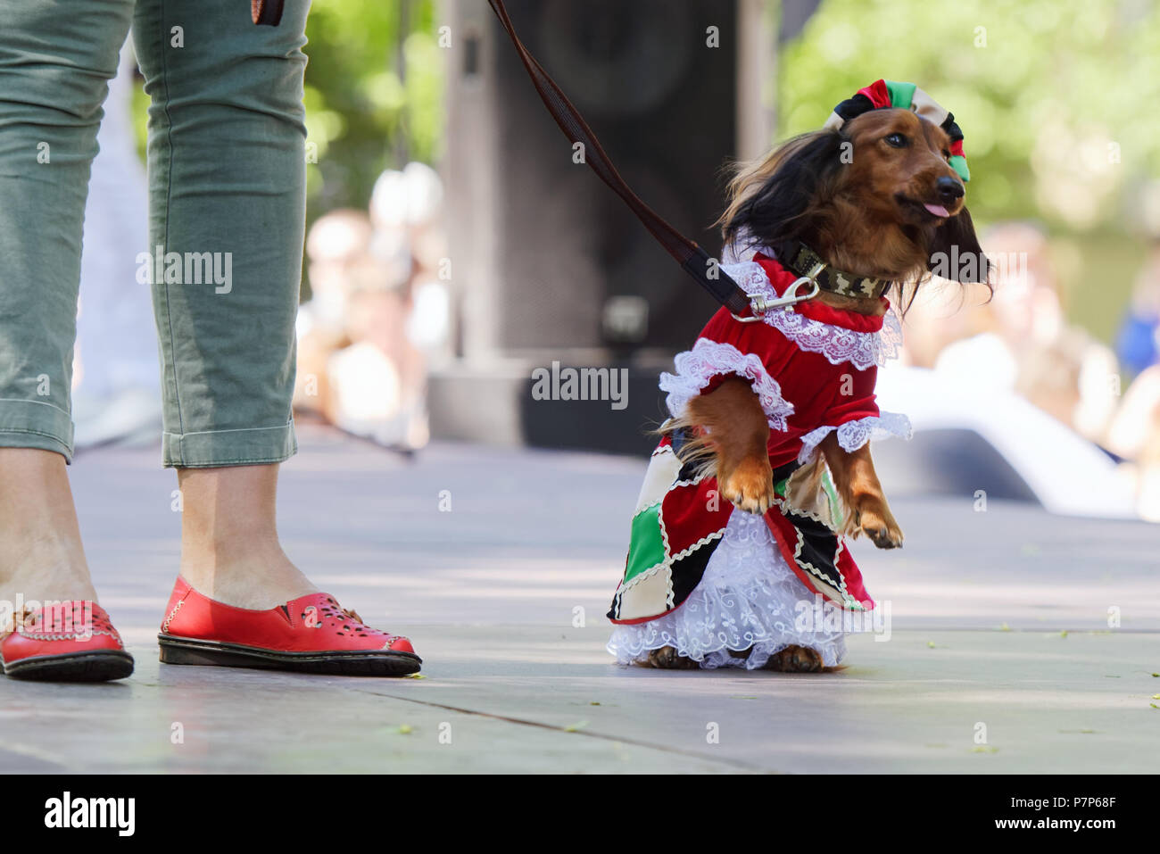 St. Petersburg, Russia - May 26, 2018: Dog in costume during Dachshund ...
