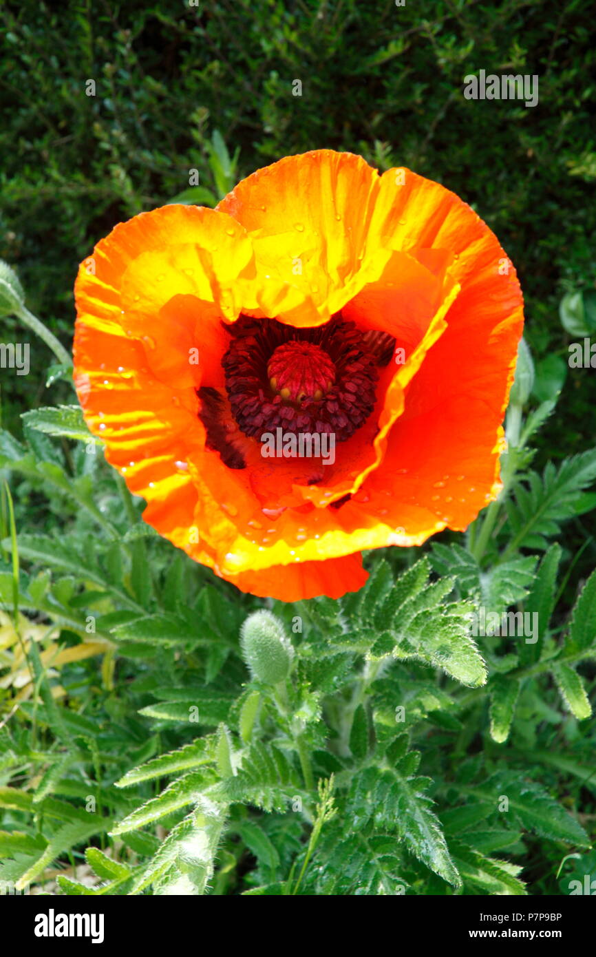 Giant opium poppy hi-res stock photography and images - Alamy