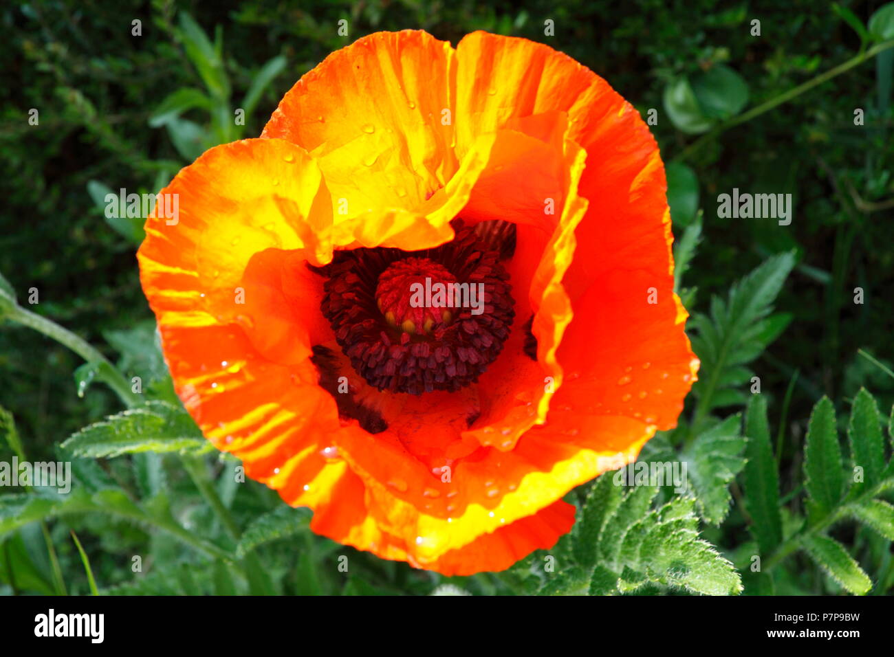 Giant opium poppy hi-res stock photography and images - Alamy