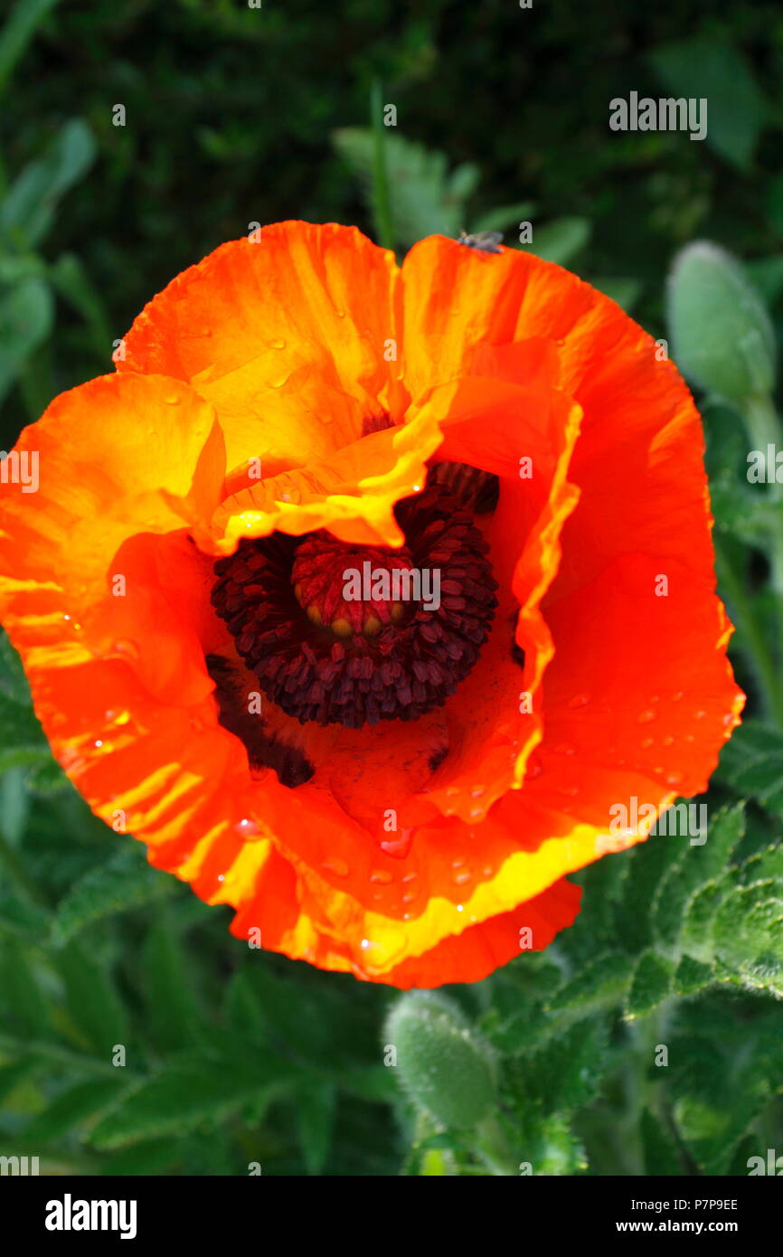 Poppy Head in close up Stock Photo - Alamy