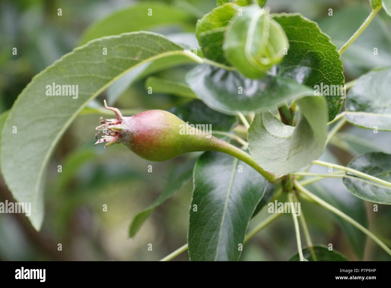 Baby Pear Tree Stock Photo - Alamy