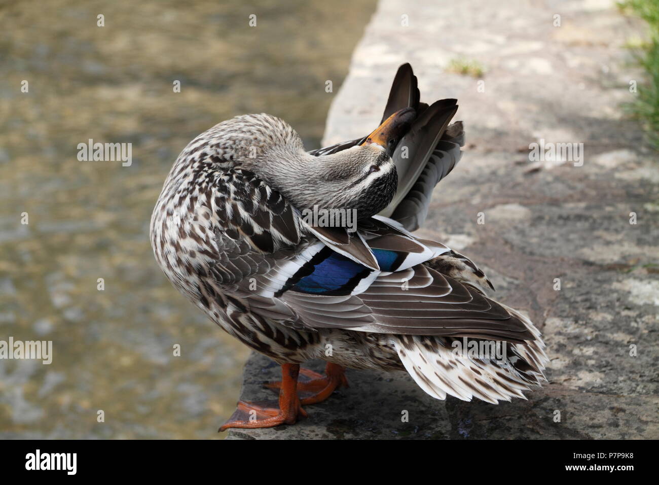 Mallard Female Duck Stock Photo - Alamy