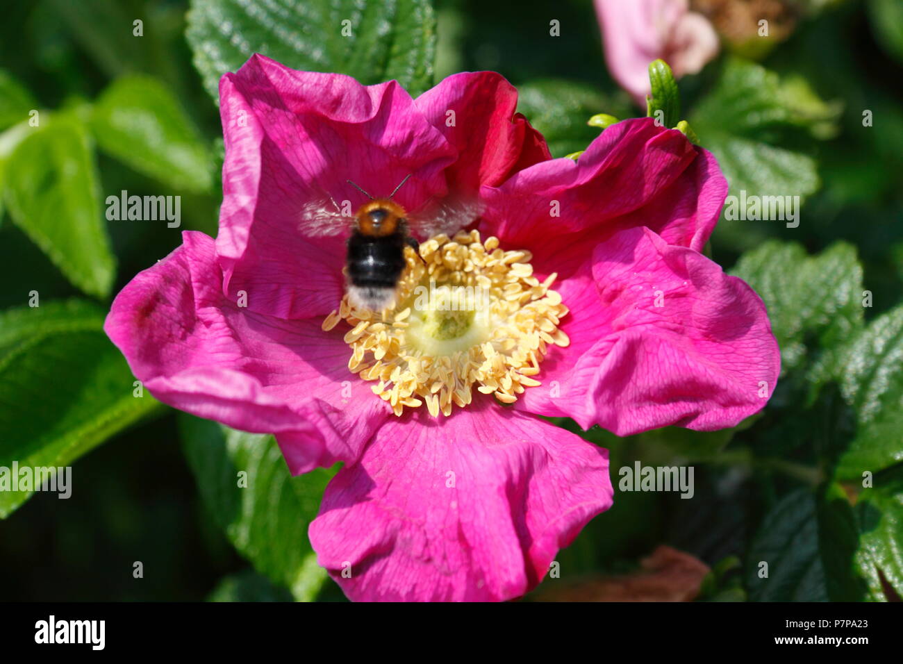 Carpenter rose hi-res stock photography and images - Alamy