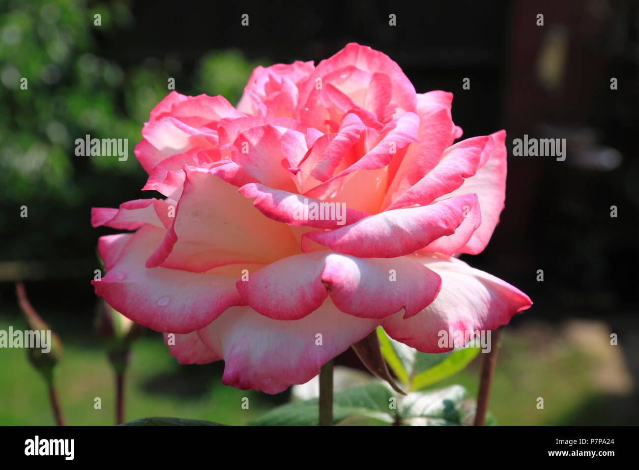 Rose Head in close up Stock Photo - Alamy