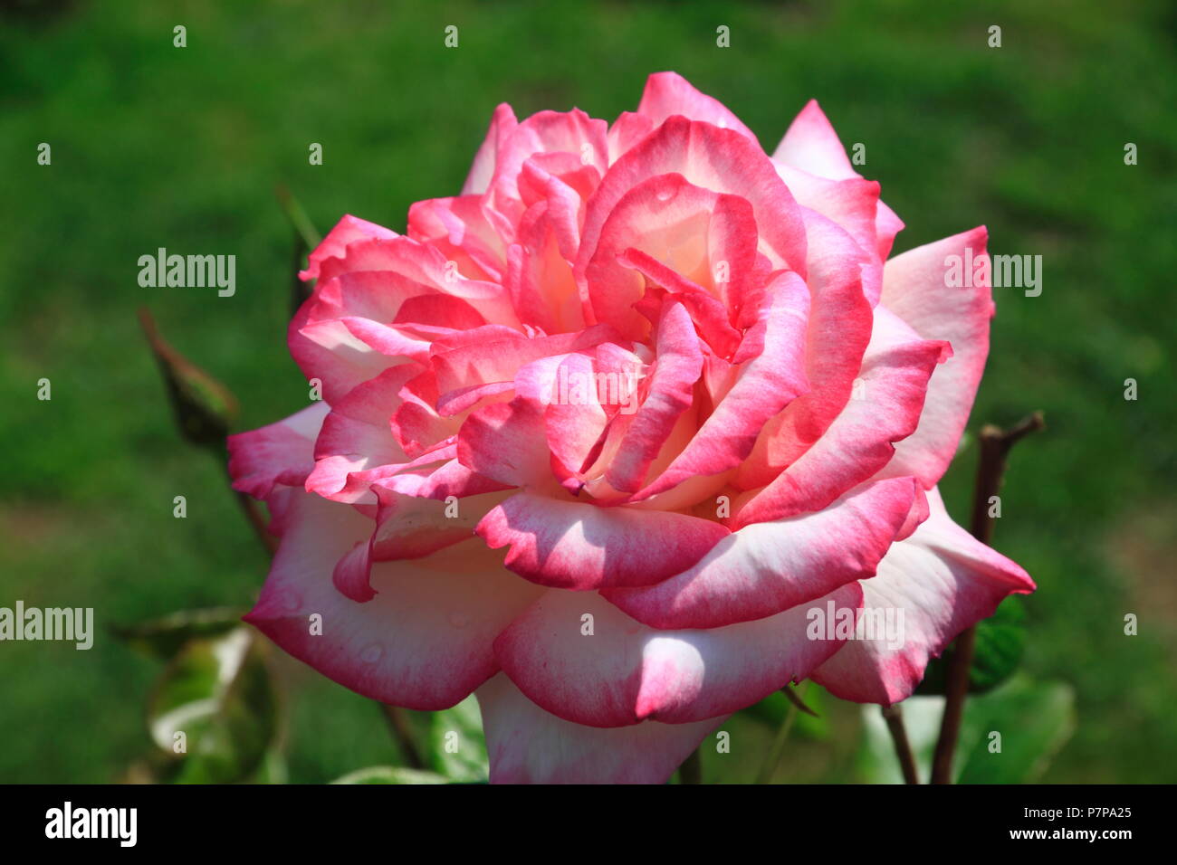Rose Head in close up Stock Photo - Alamy