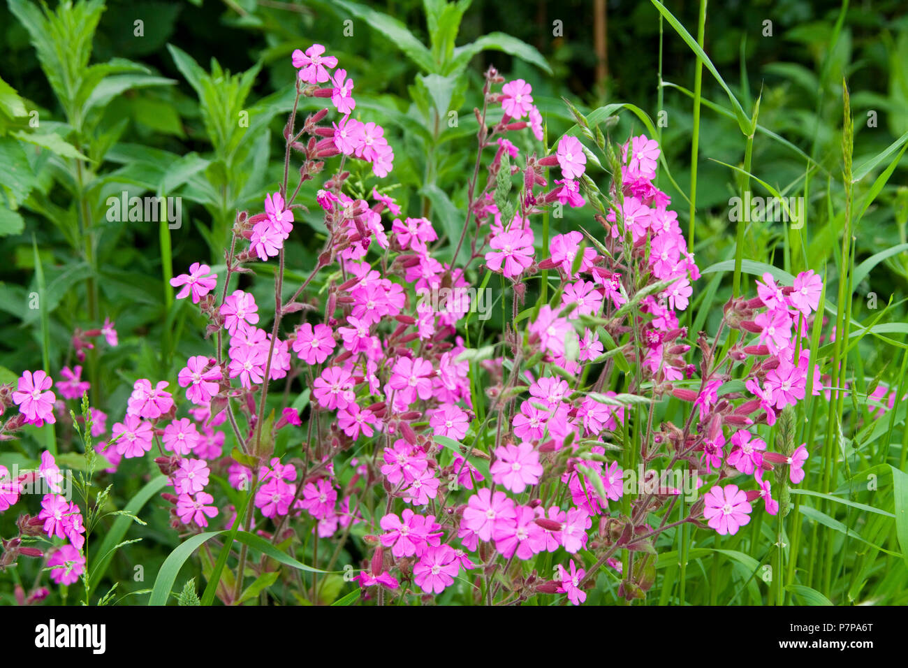 Red campion growing on roadside verge Stock Photo - Alamy
