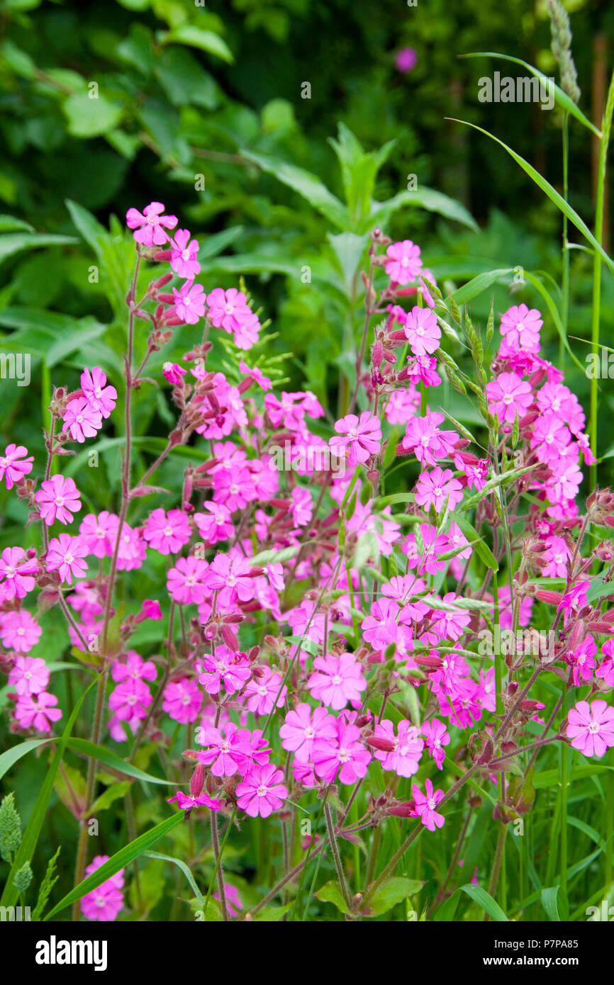 Red campion growing on roadside verge Stock Photo - Alamy