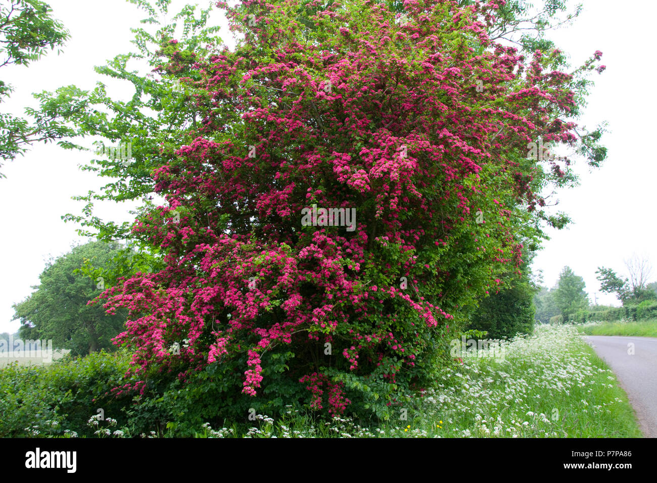 Hawthorn Tree in Blossom Spring Time Stock Photo - Alamy