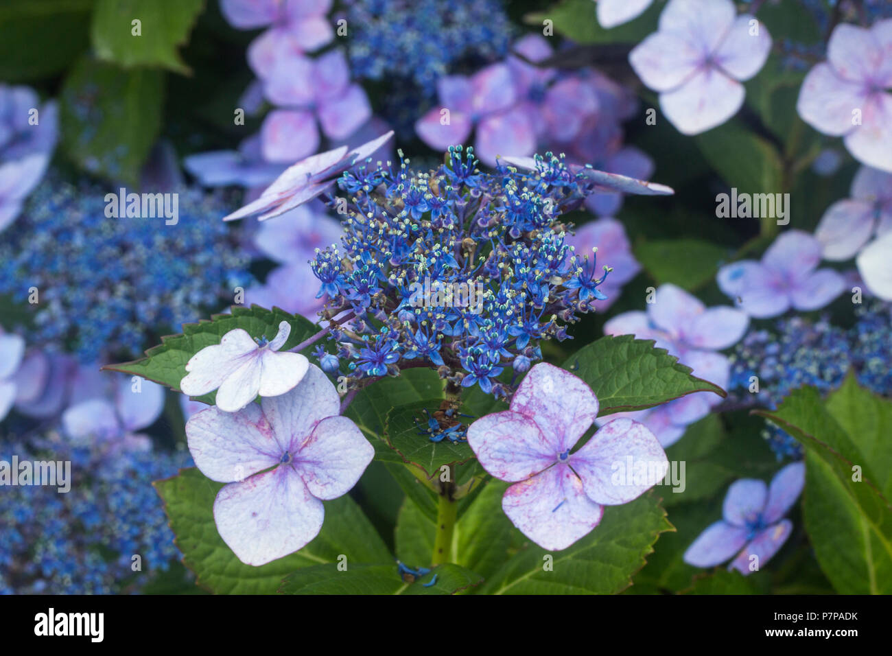 Himeji garden flower hi-res stock photography and images - Alamy