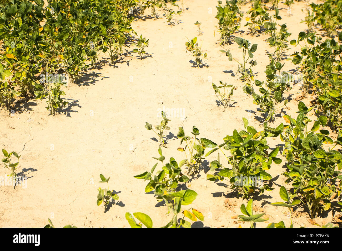 Dried bean plant soil hi-res stock photography and images - Alamy