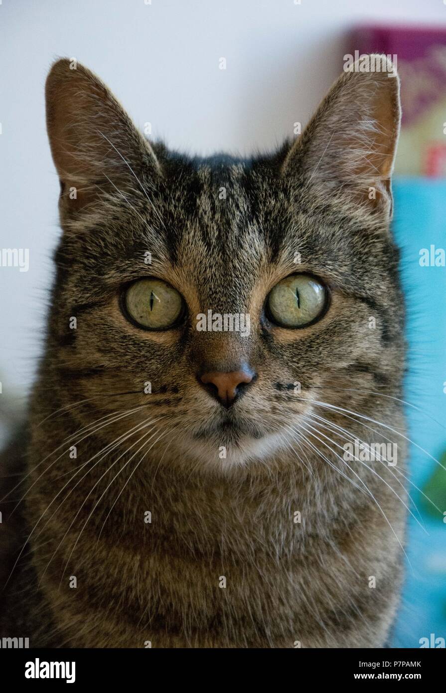 Tiger Cat, female, named Momo Stock Photo - Alamy