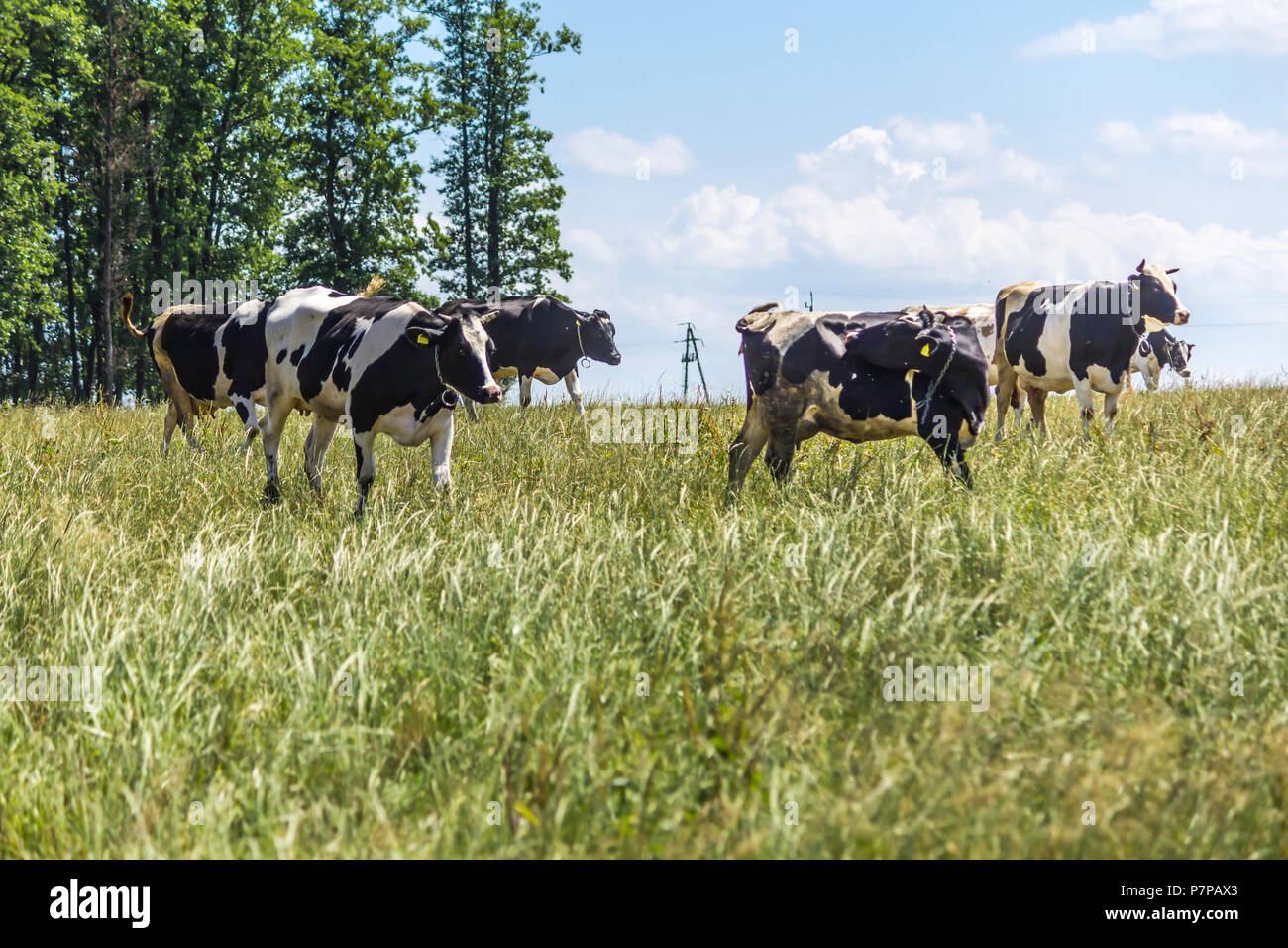 Motley cows that graze in the meadow with green grass. Mid summer ...