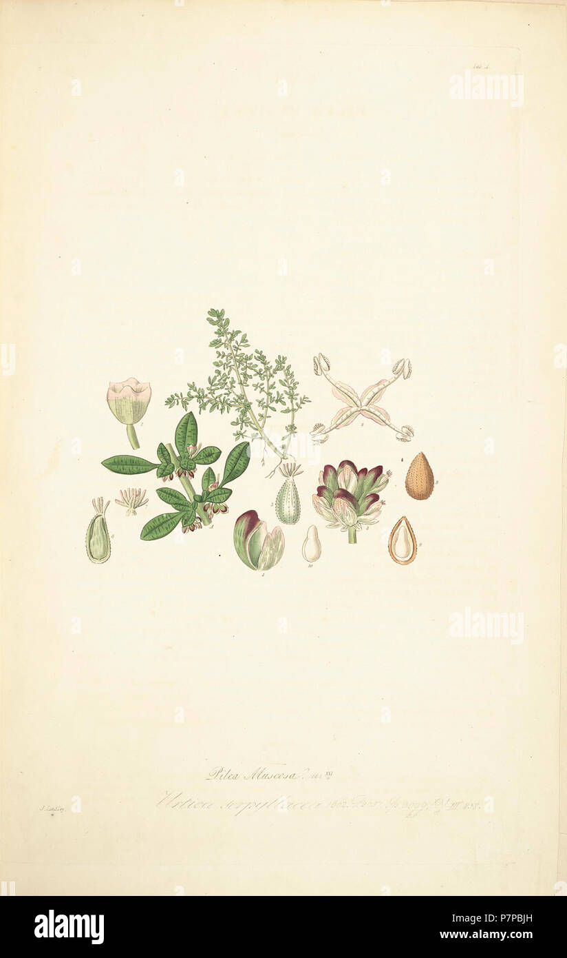4 Pilea muscosa - John Lindley - Collectanea botanica (1821 Stock Photo ...