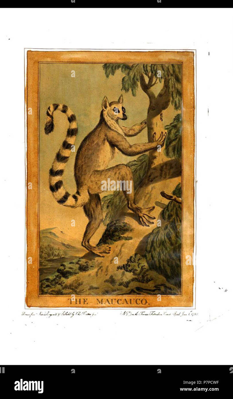 Cattons hi-res stock photography and images - Alamy