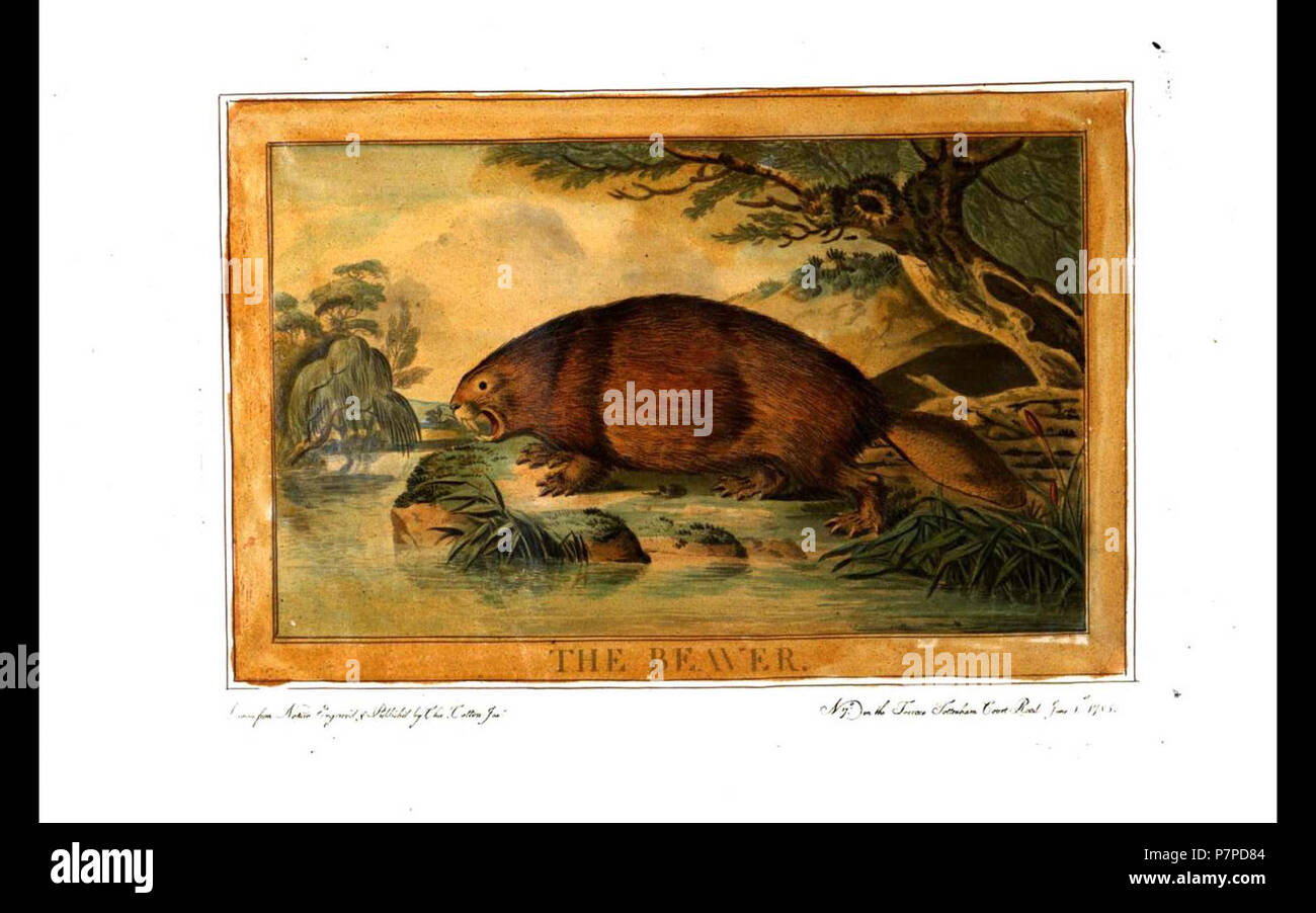 29, Beaver, Charles Catton's Animals (1788 Stock Photo - Alamy