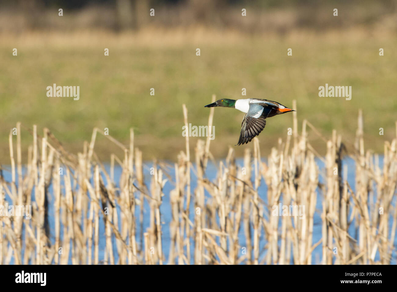 A drake northern shoveler duck flying low over corn stalks Stock Photo ...