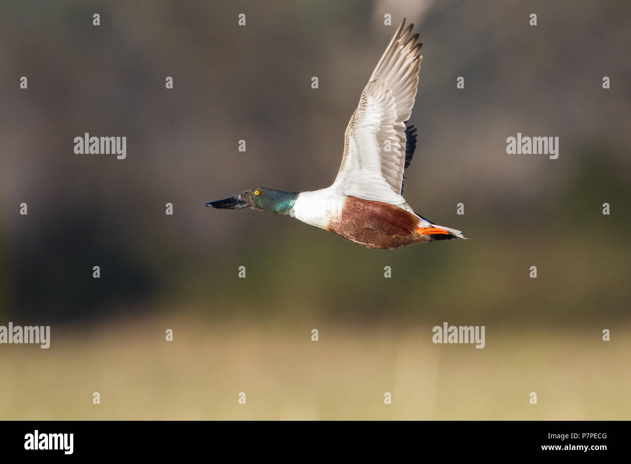 A drake northern shoveler duck in flight Stock Photo - Alamy