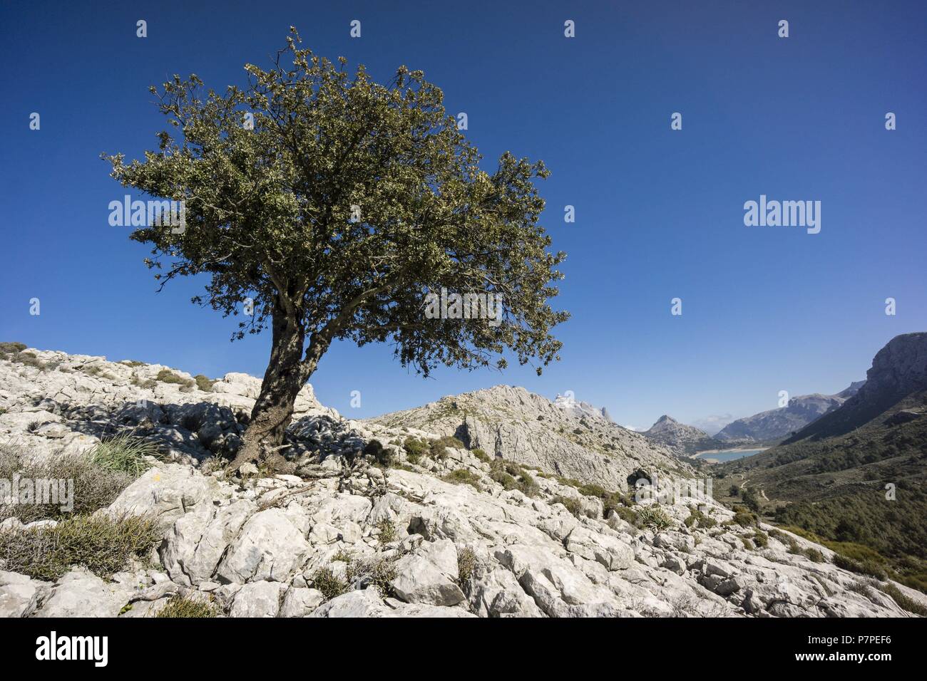 Encina tree quercus ilex hi-res stock photography and images - Alamy