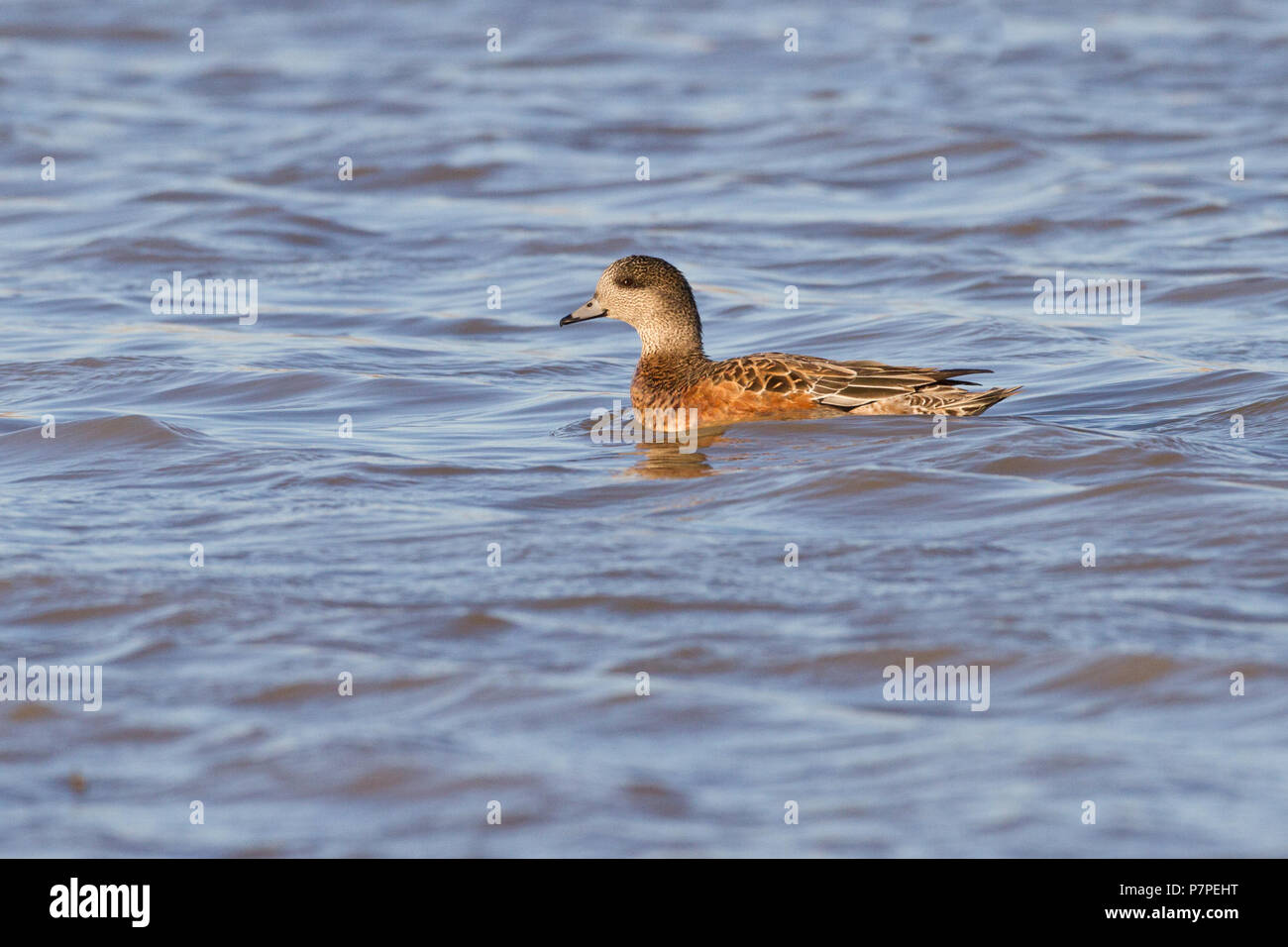 American wigeon female hen hi-res stock photography and images - Alamy