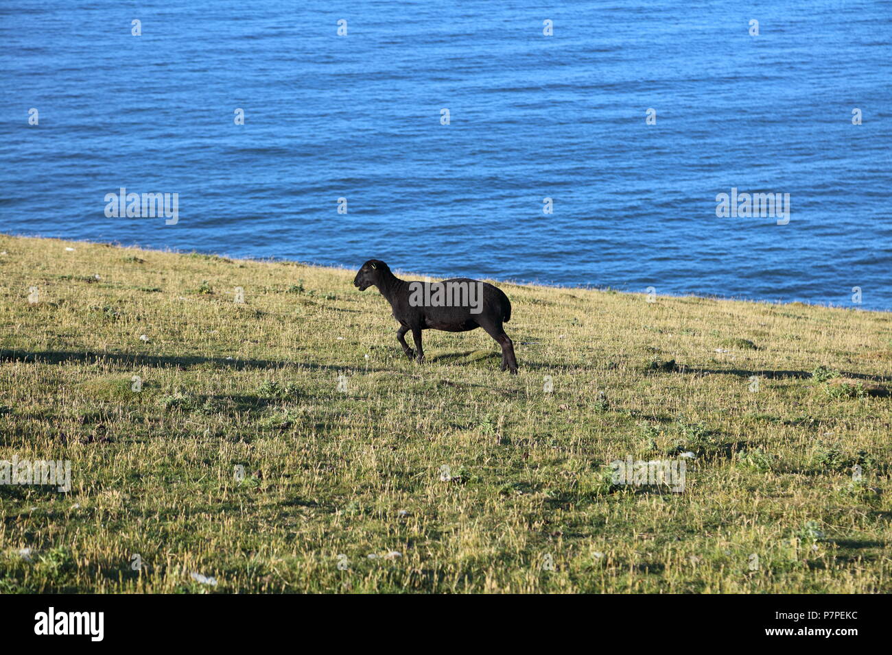 Short curly tail hi-res stock photography and images - Alamy