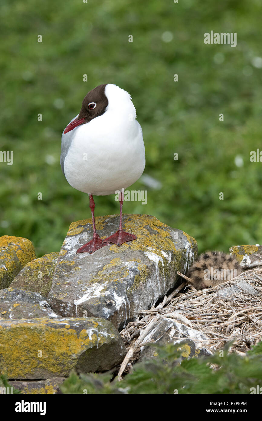Black headed gull farne islands hi-res stock photography and images - Alamy