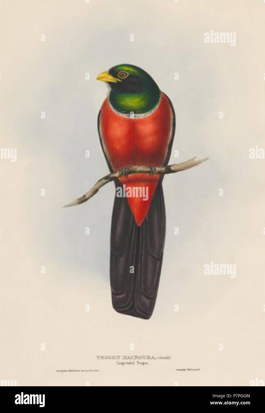 Trogon species hi-res stock photography and images - Alamy