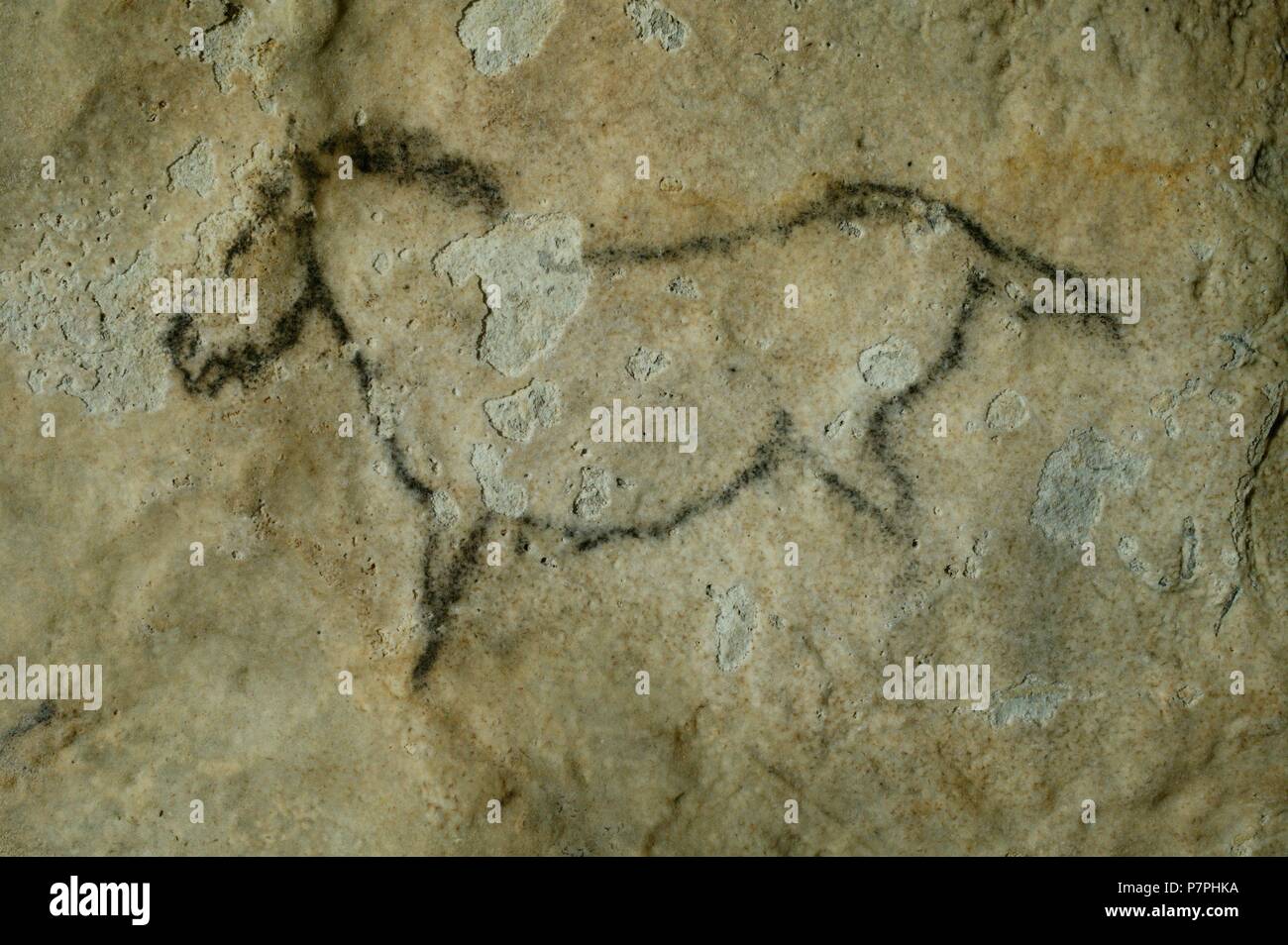 CAVE OF SANTIMAMIÑE. PAINTINGS SET OF ANIMALS CONTOURED IN BLACK. HORSE ...