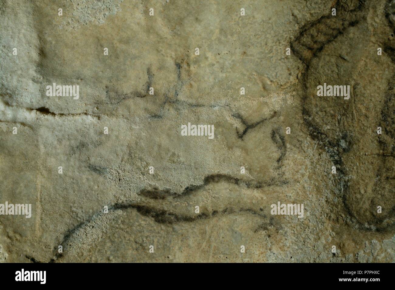 CAVE OF SANTIMAMIÑE. PAINTINGS. SET OF ANIMALS CONTOURED IN BLACK ...