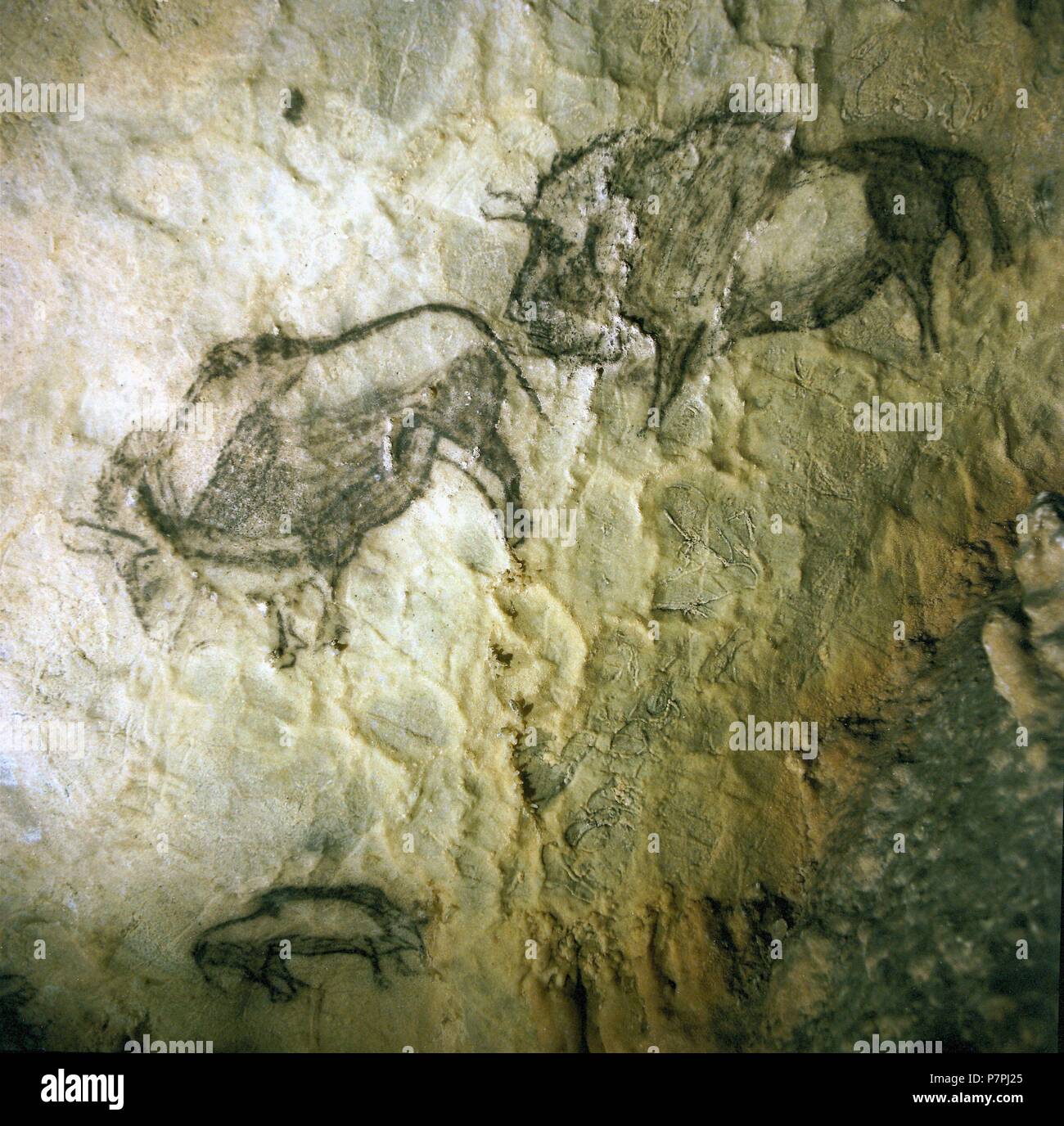 Prehistoric animal bull cave painting hi-res stock photography and ...