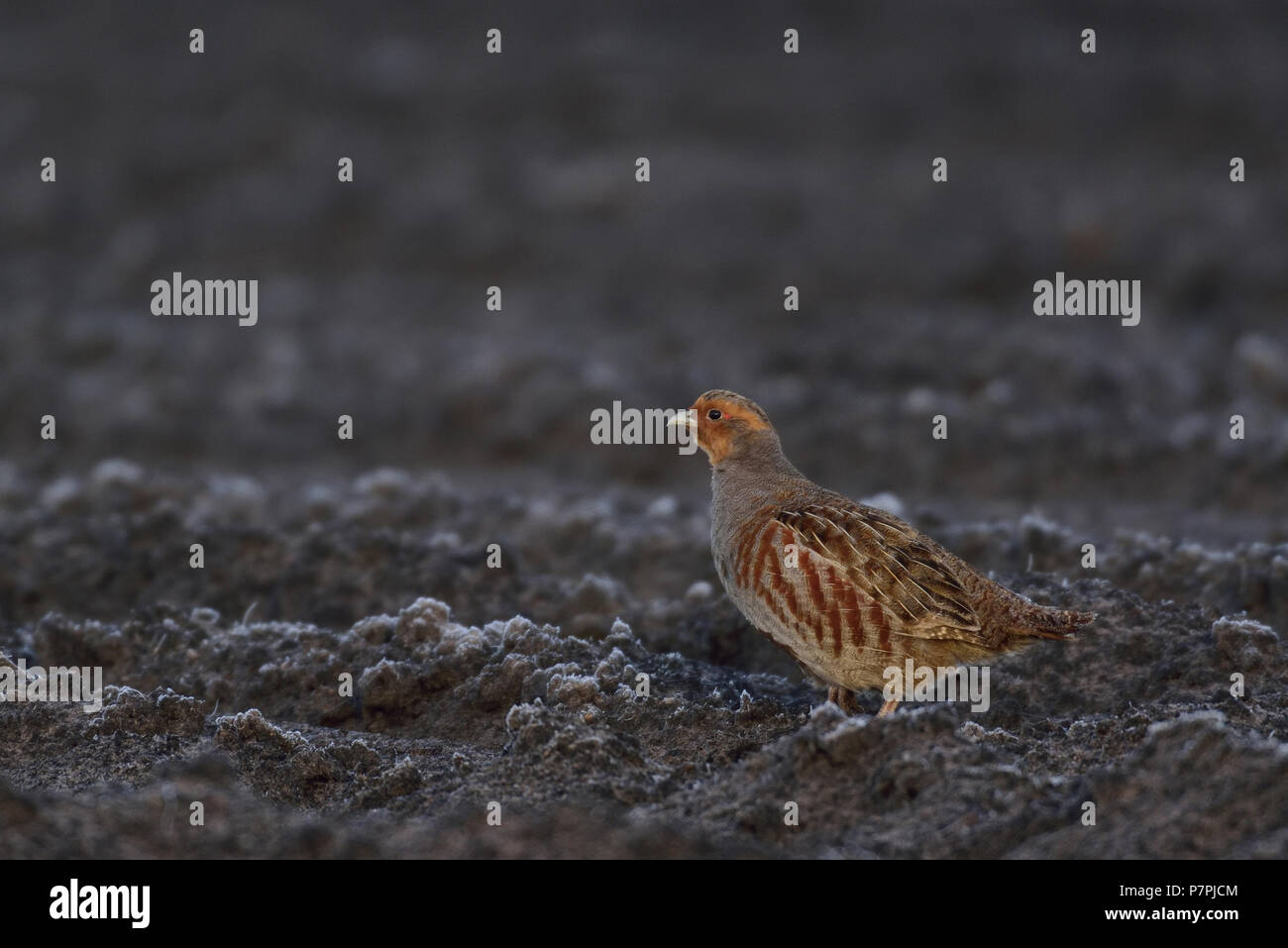 Grey partridge run on the field, winter, germany, (perdix perdix Stock ...