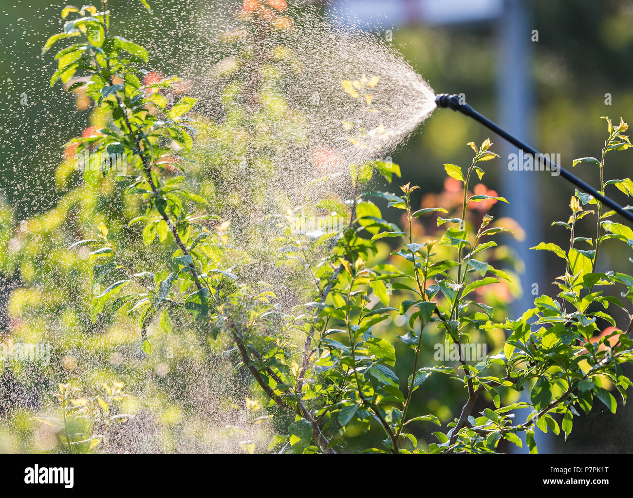 Gardener applying an insecticide fertilizer to his fruit shrubs, using ...