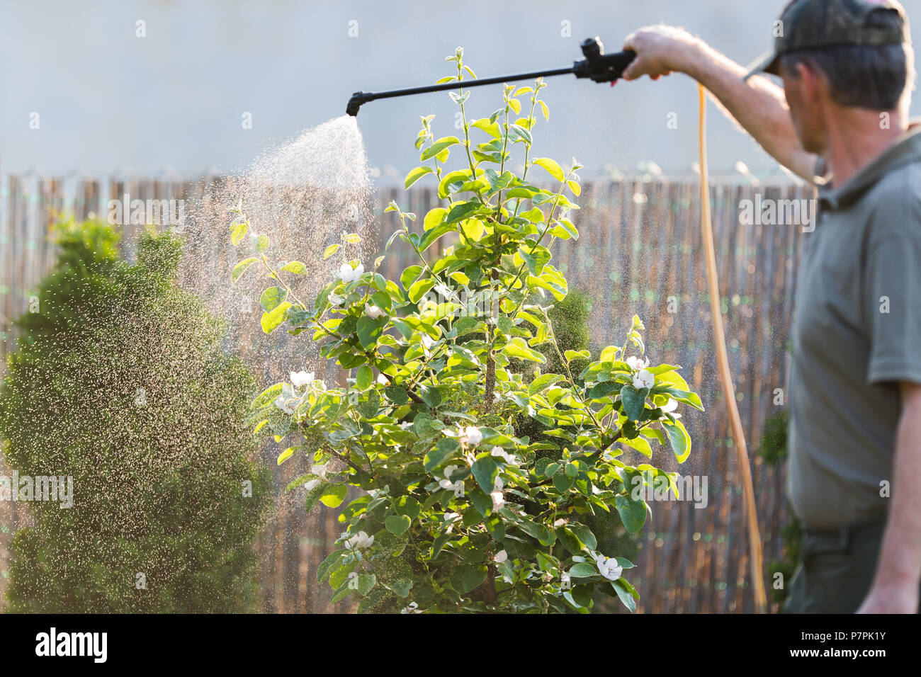 Gardener applying an insecticide fertilizer to his fruit shrubs, using ...