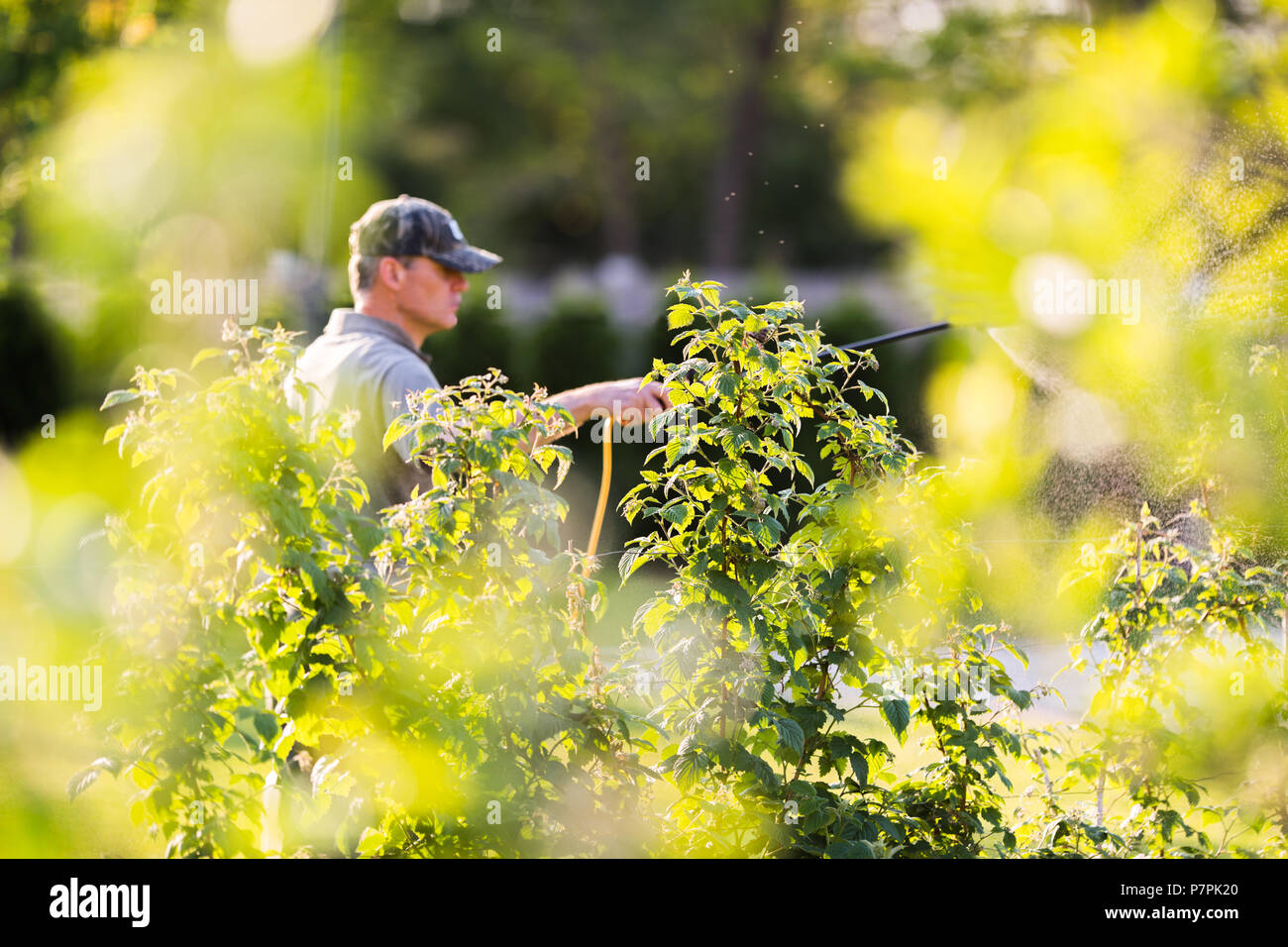 Gardener applying an insecticide fertilizer to his fruit shrubs, using ...