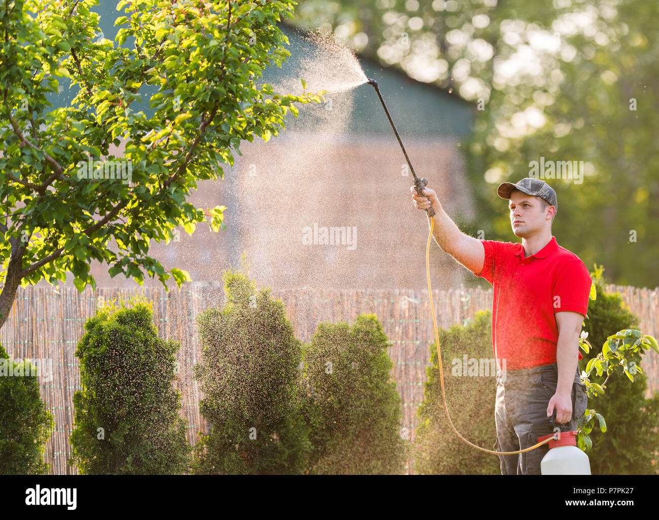 Gardener applying an insecticide fertilizer to his fruit shrubs, using ...