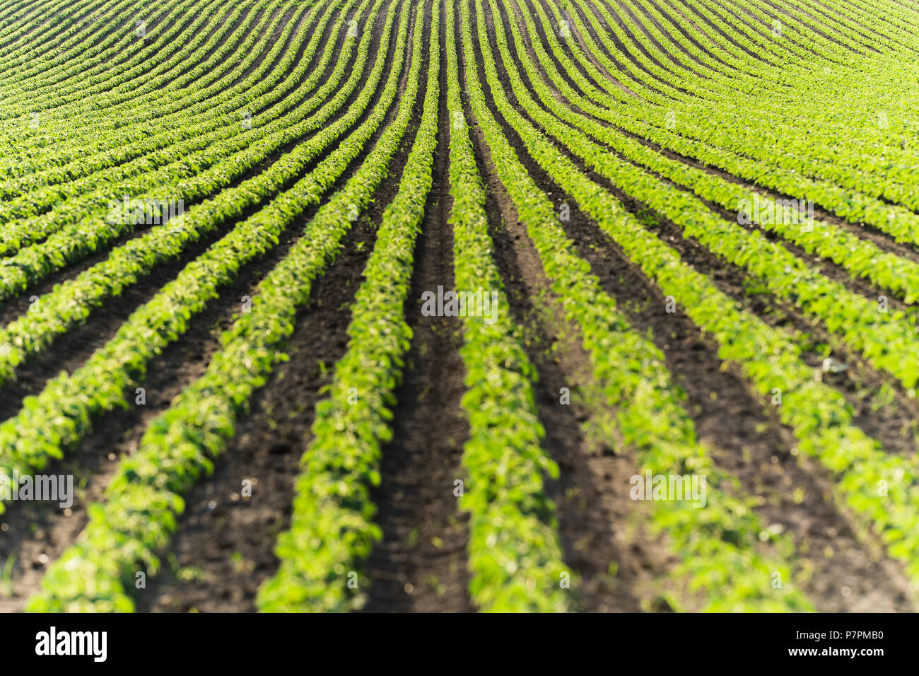 Agricultural soy plantation on sunny day - Green growing soybeans plant ...